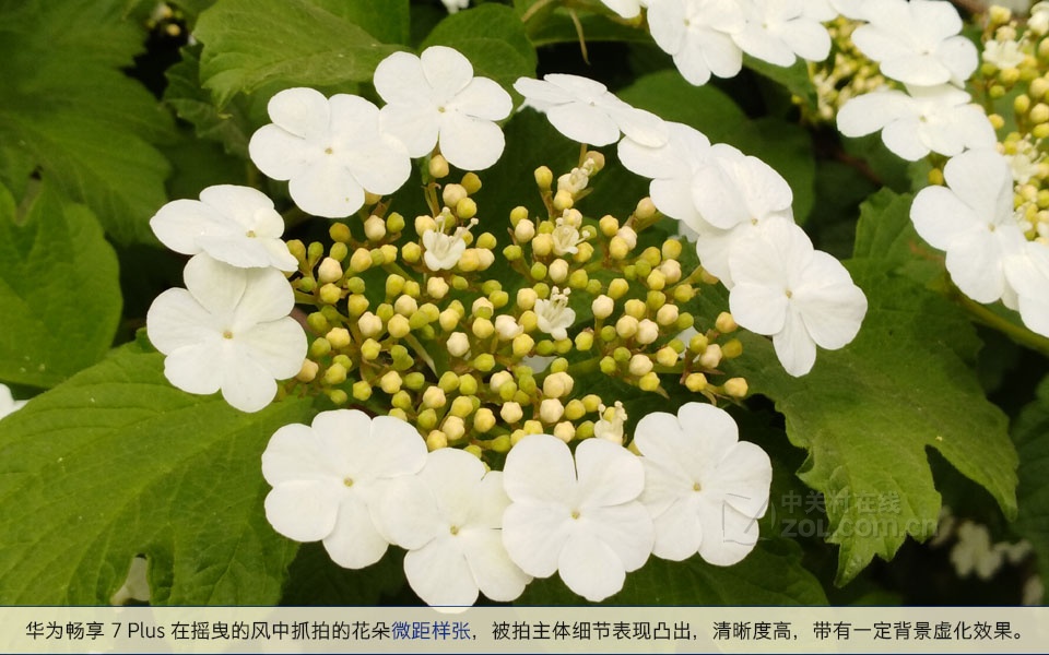 华为畅享7 Plus（TRT-AL00A/4GB RAM/全网通）评测图解-ZOL中关村在线