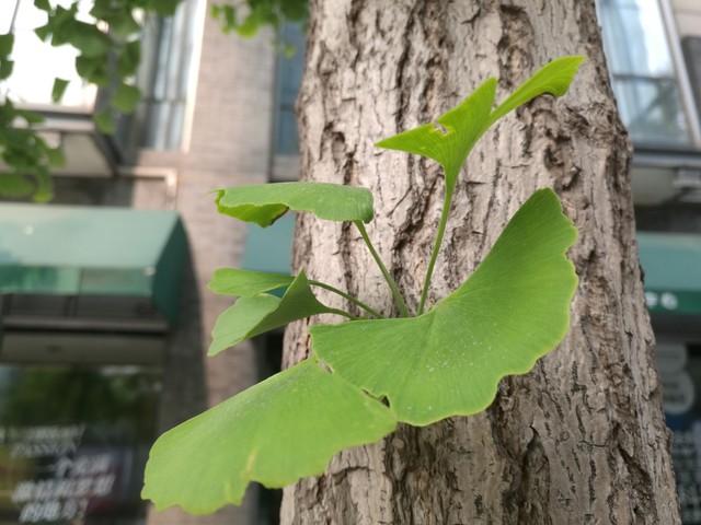 华为(huawei)Mate 8（NXT-AL10/3GB RAM/全网通） 样张图-ZOL中关村在线